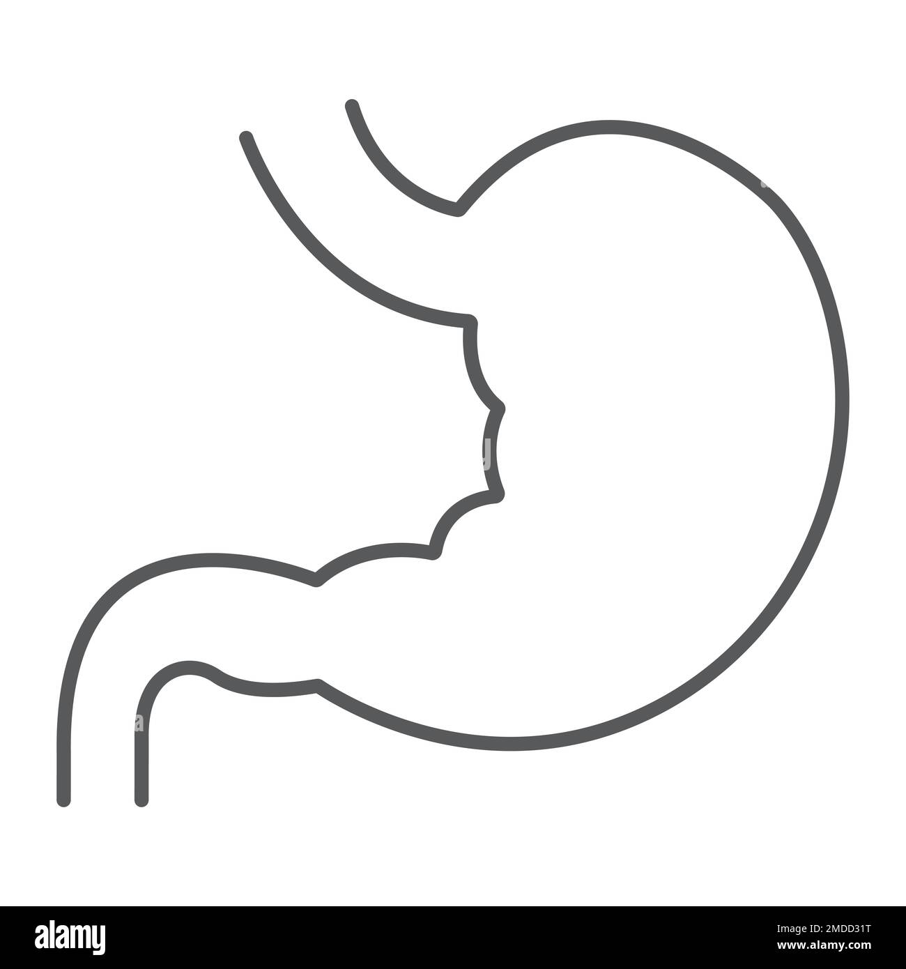 Stomach thin line icon, anatomy and biology, human organ sign, vector ...