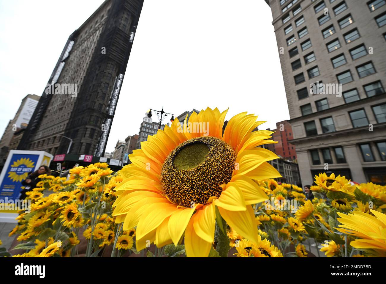 A bed of 333 artificial sunflowers, representing the number of days ...