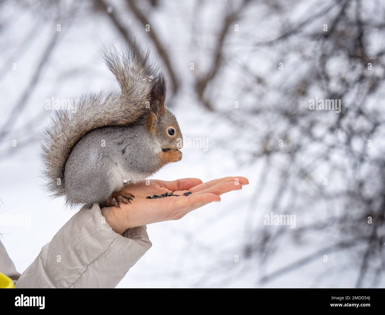 Girl feeds a squirrel with nuts at winter. Squirrel eats nuts from the ...