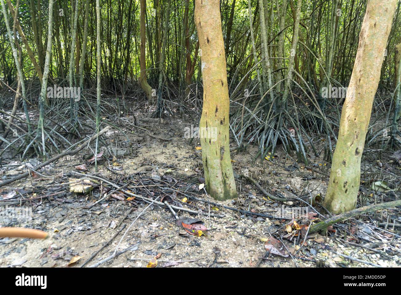 mangrove forest by the beach in nature landscape Stock Photo - Alamy
