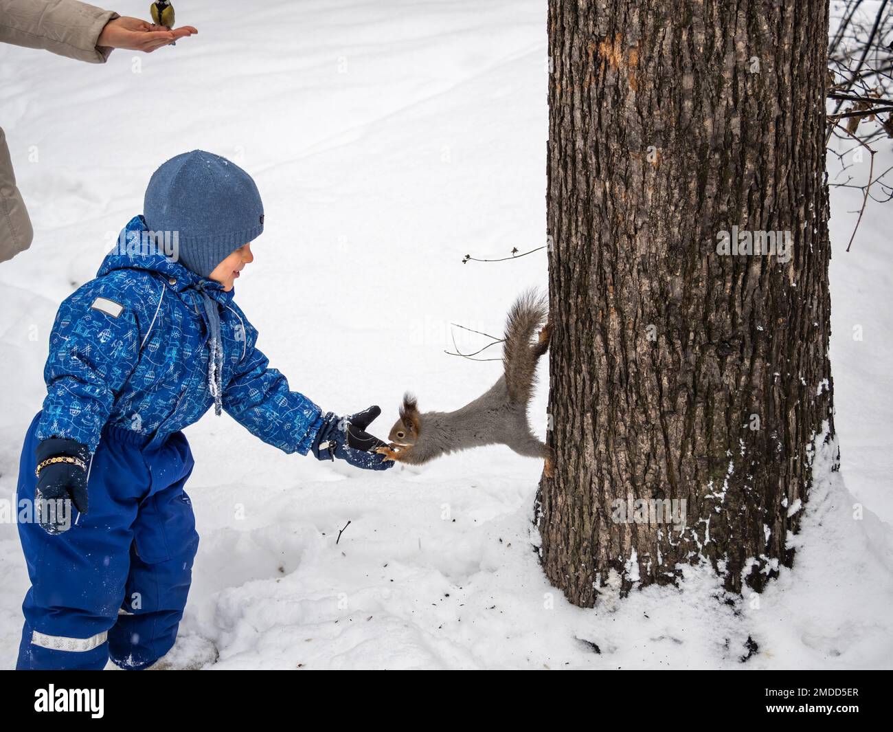 A little child in winter feeds a squirrel with a nut. Cute little boy ...