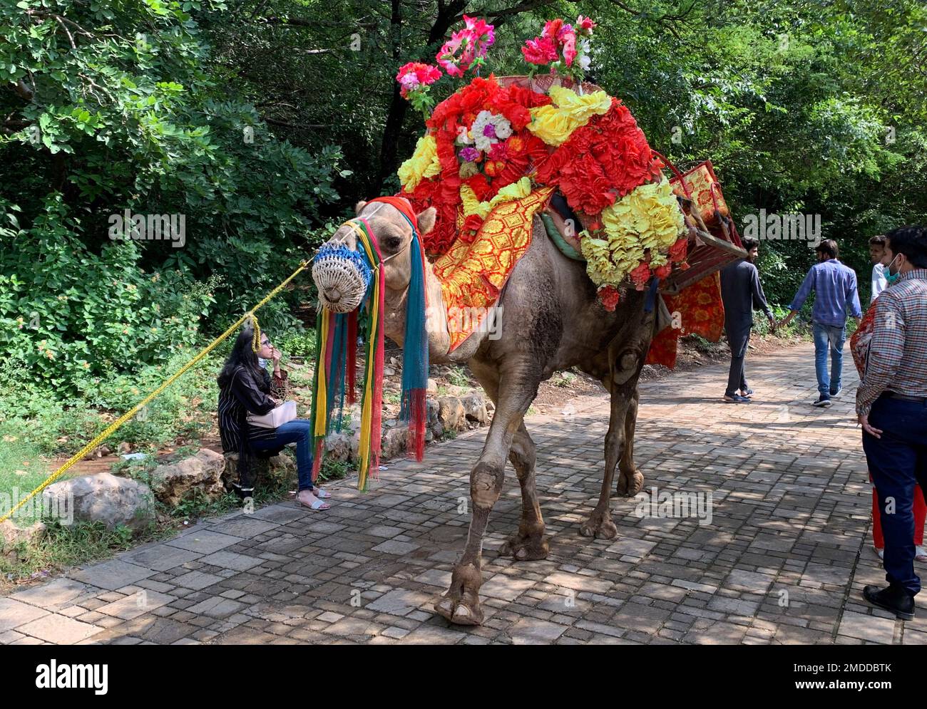 A decorated camel provides rides to children visiting the Daman-e-Koh ...