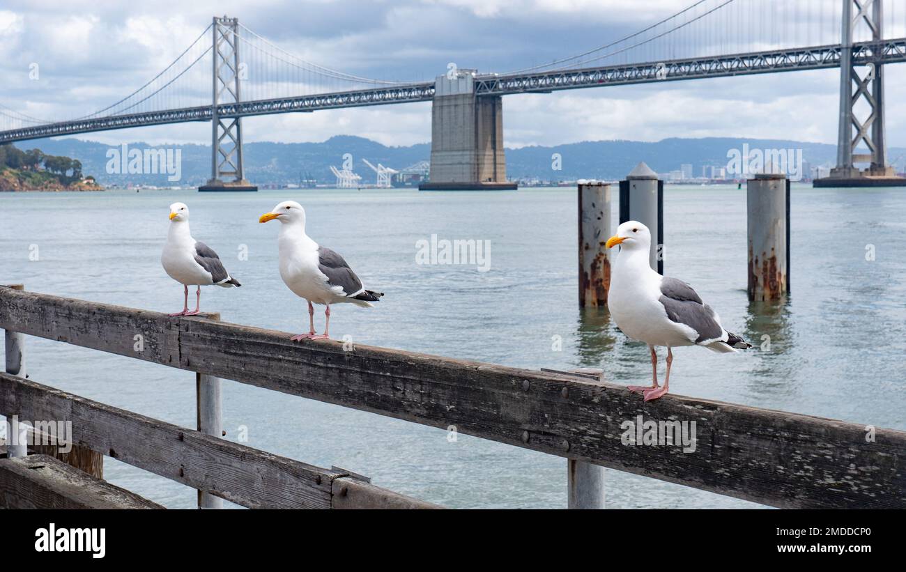 Seagulls parapet hi-res stock photography and images - Alamy