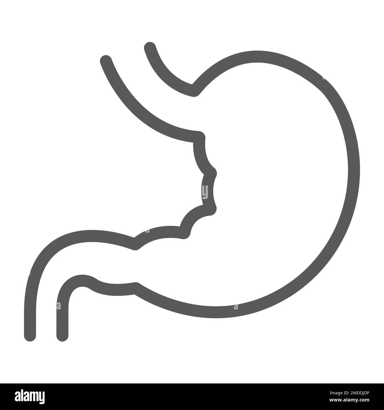 Stomach line icon, anatomy and biology, human organ sign, vector ...