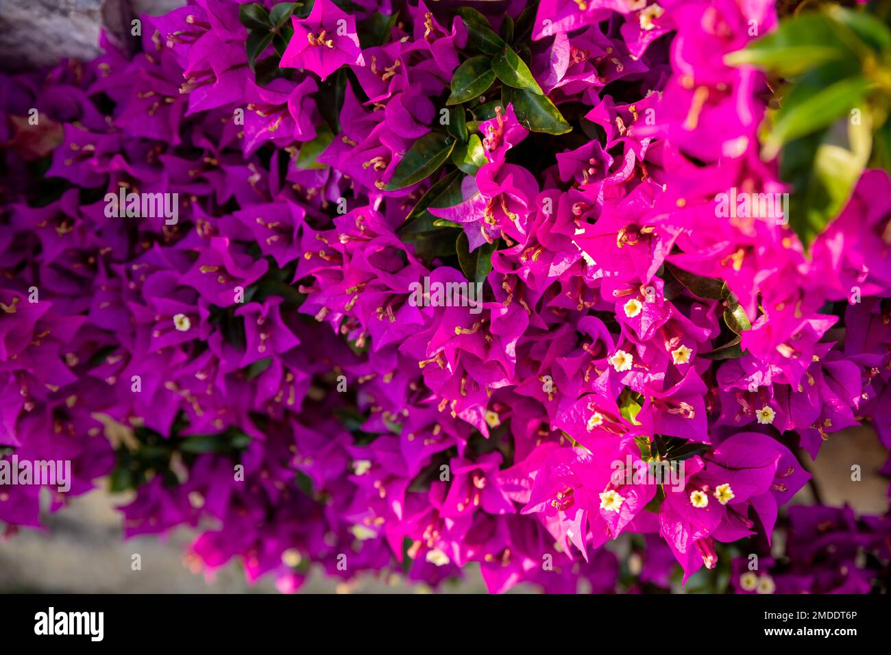 Blooming bougainvillea flowers background. Bright pink magenta flowers ...