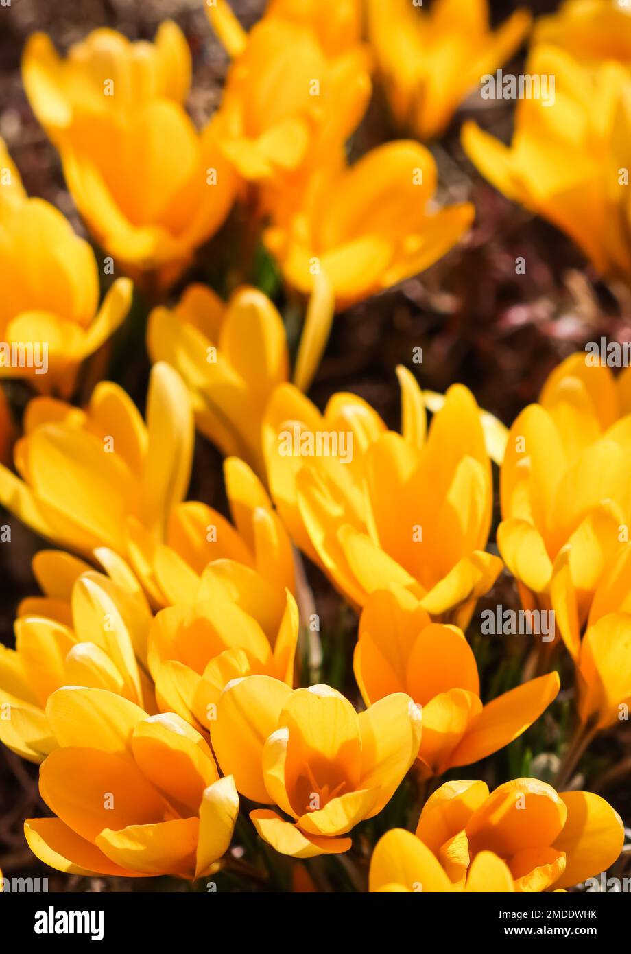 Abstract floral background, yellow crocus flower petals. Macro flowers ...