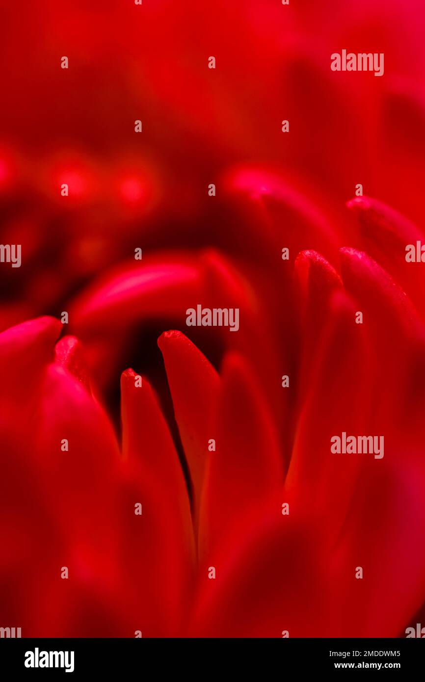 Abstract floral background, red purple chrysanthemum flower petals ...