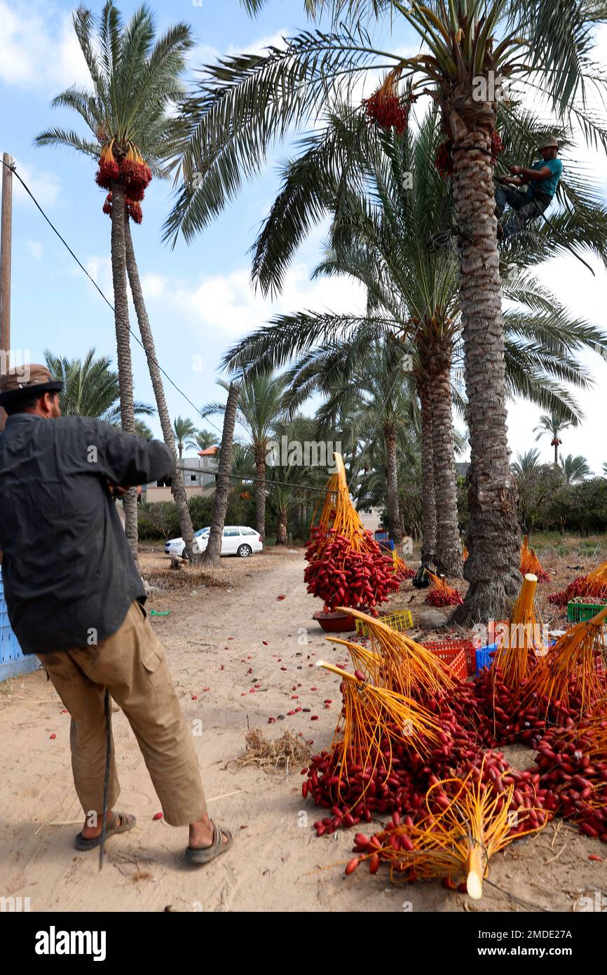 Palestinian farm workers climb a palm tree to harvest dates on a farm ...