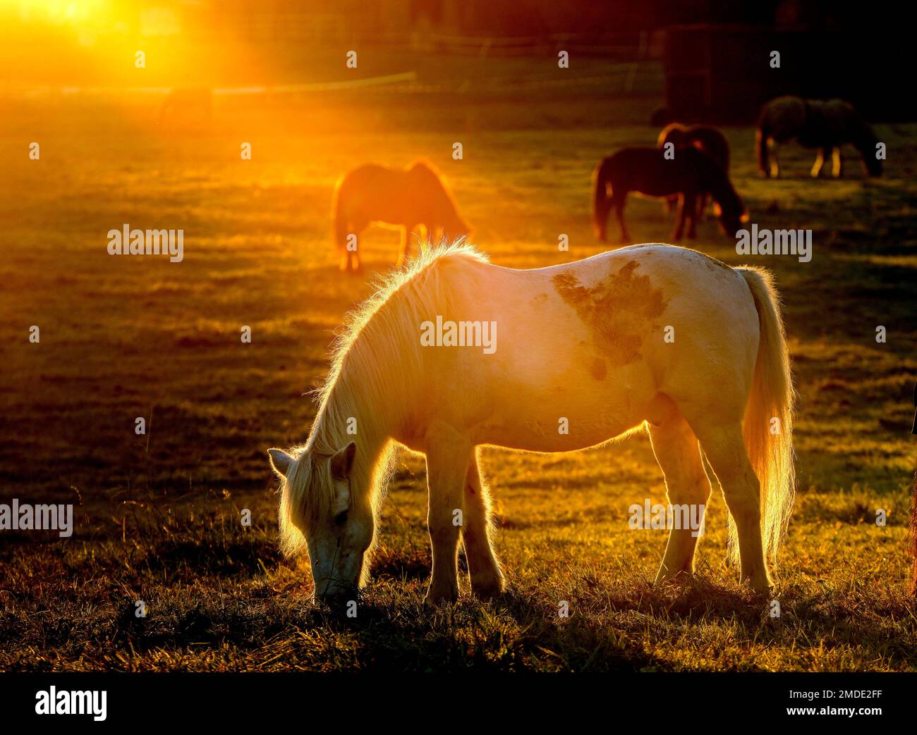 An Icelandic horse grazes at a stud farm in Wehrheim near Frankfurt ...