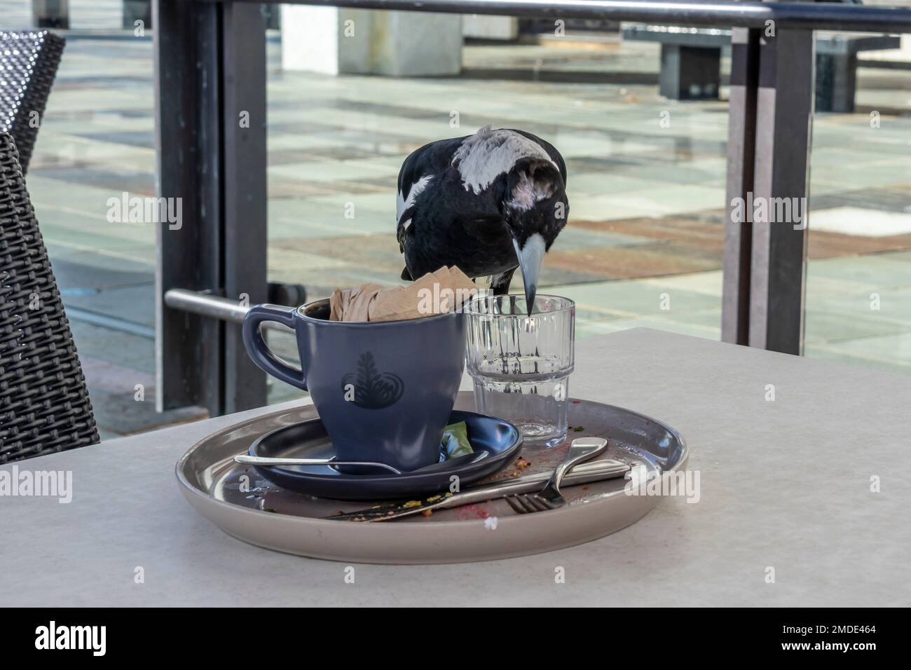 Photograph of a Magpie foraging for food on an outdoor cafe table after ...