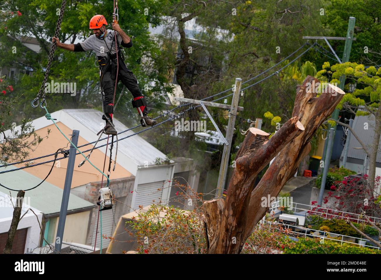 A tree surgeon is lifted away from the cut trunk of a dead gum tree in ...