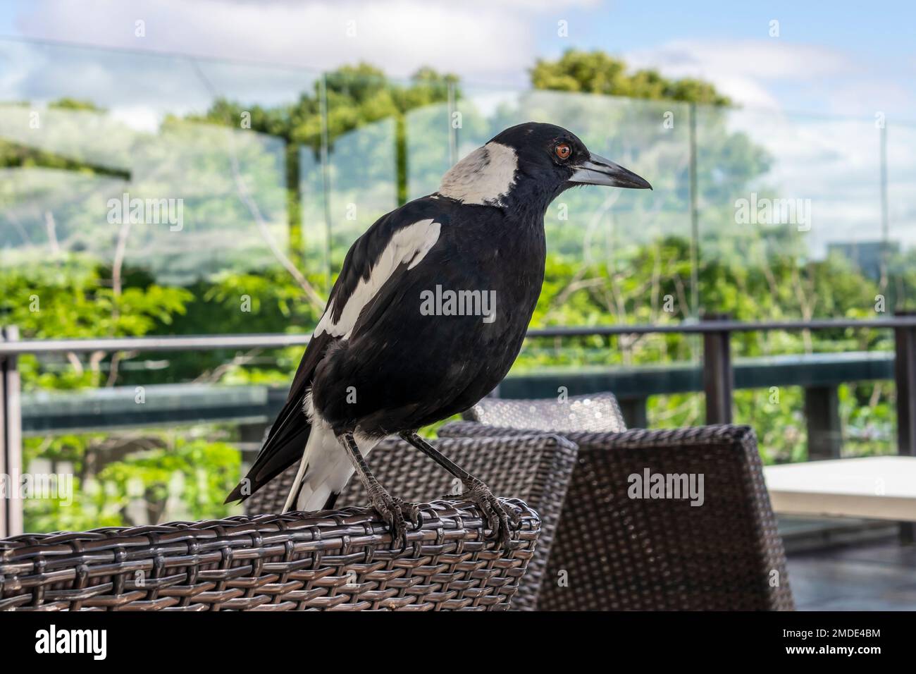 Photograph of an Australian Magpie standing on the back of a chair ...