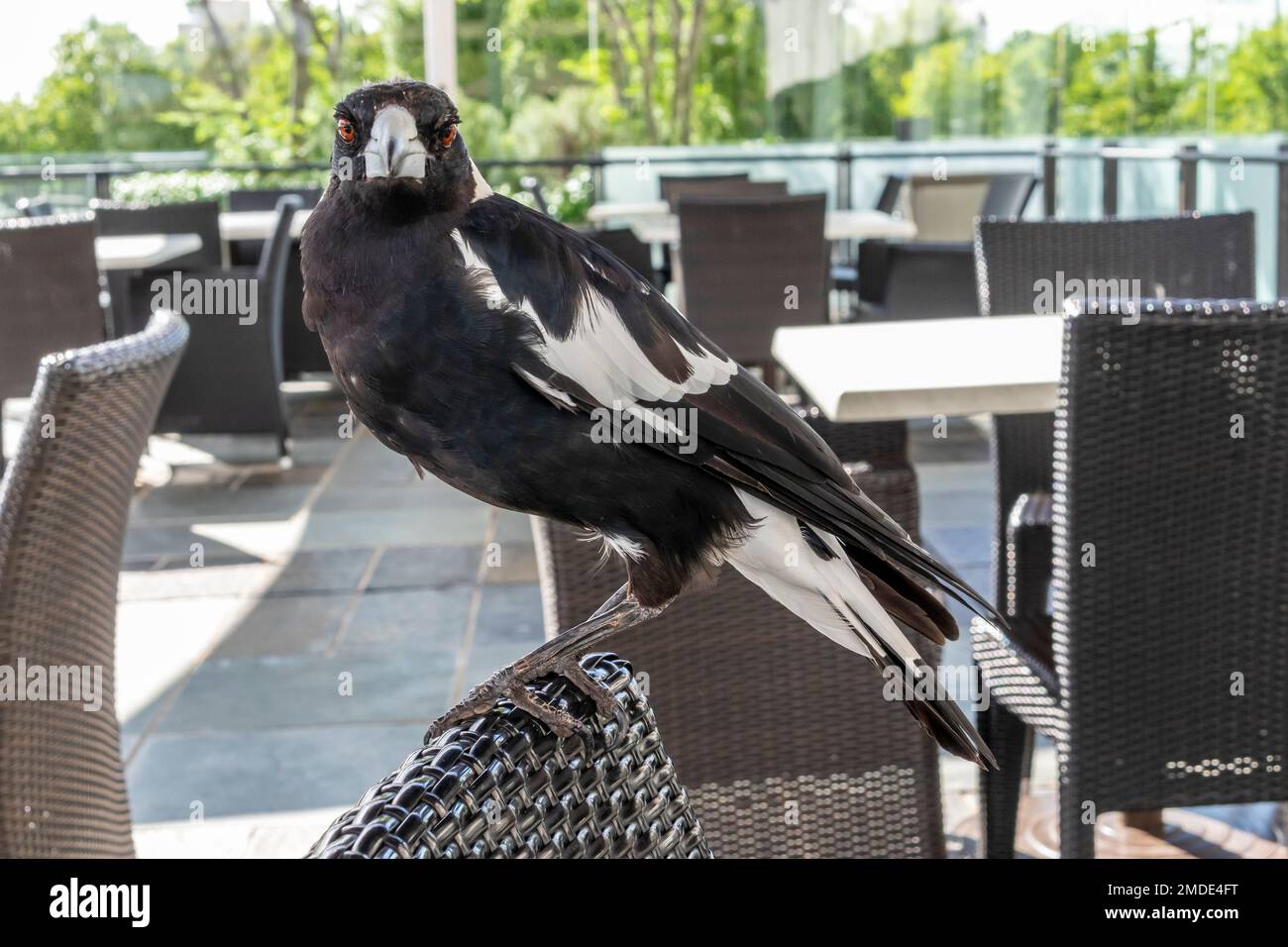 Photograph of an Australian Magpie standing on the back of a chair ...