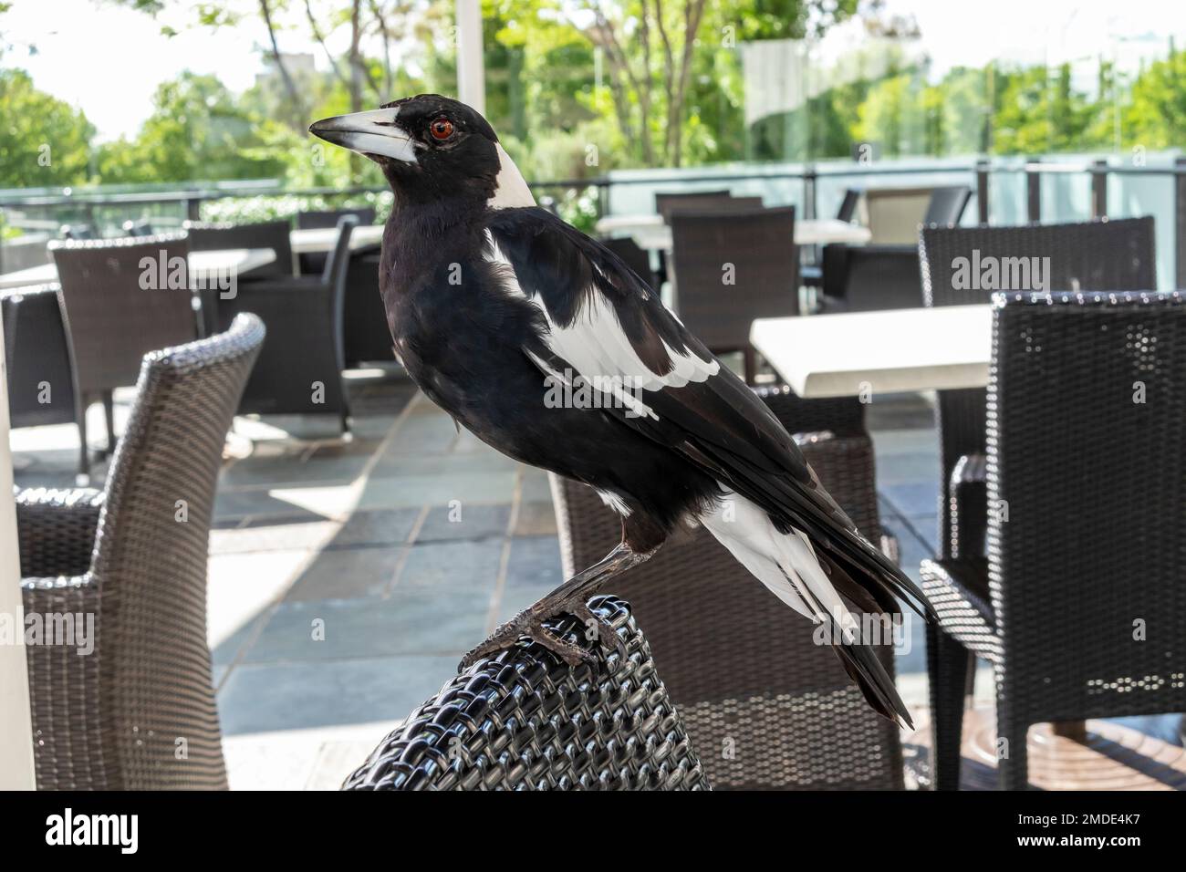 Photograph of an Australian Magpie standing on the back of a chair ...