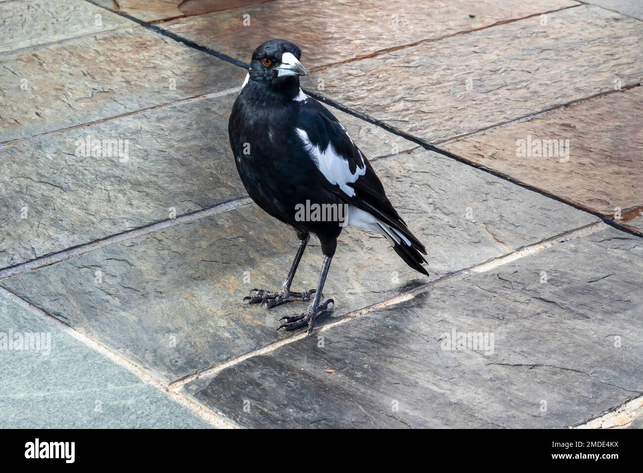 Photograph of an Australian Magpie standing on black ceramic floor ...