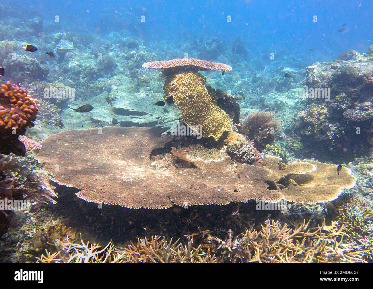Coral biodiversity hi-res stock photography and images - Alamy