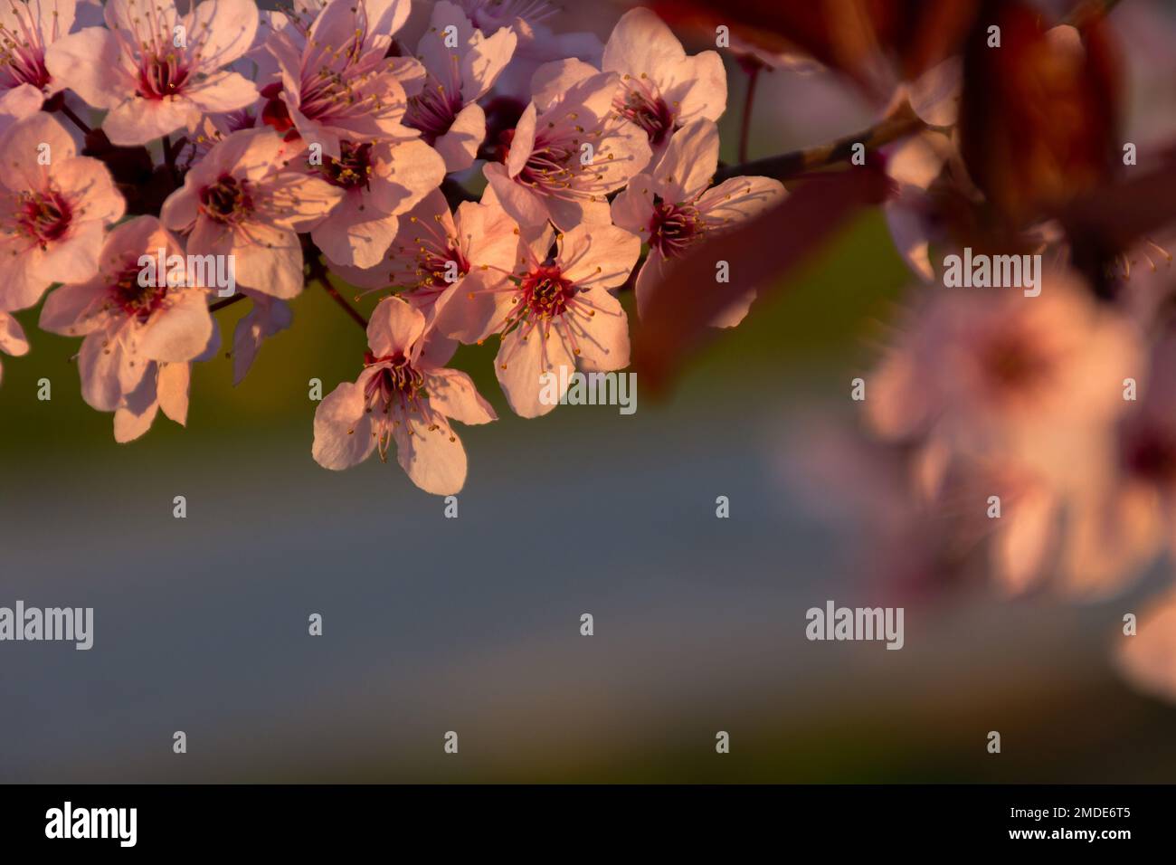 Beautiful spring pink cherry plum blossom background. Abstract pastel ...