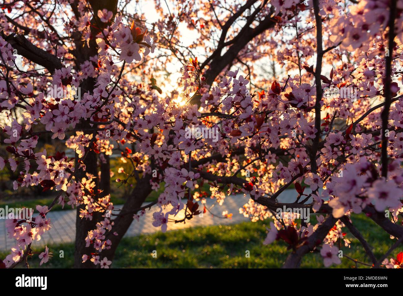 Beautiful spring pink cherry plum blossom background. Abstract pastel ...