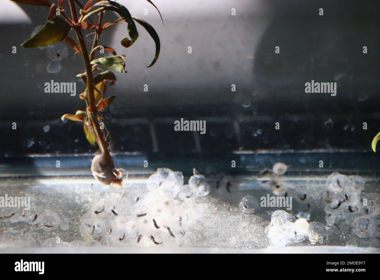 Non Exclusive: January 21, 2023 in Mexico City, Mexico: fertilized eggs ...