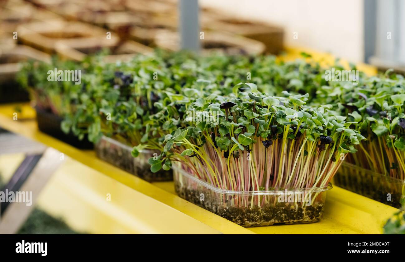 Micro herb hi-res stock photography and images - Alamy