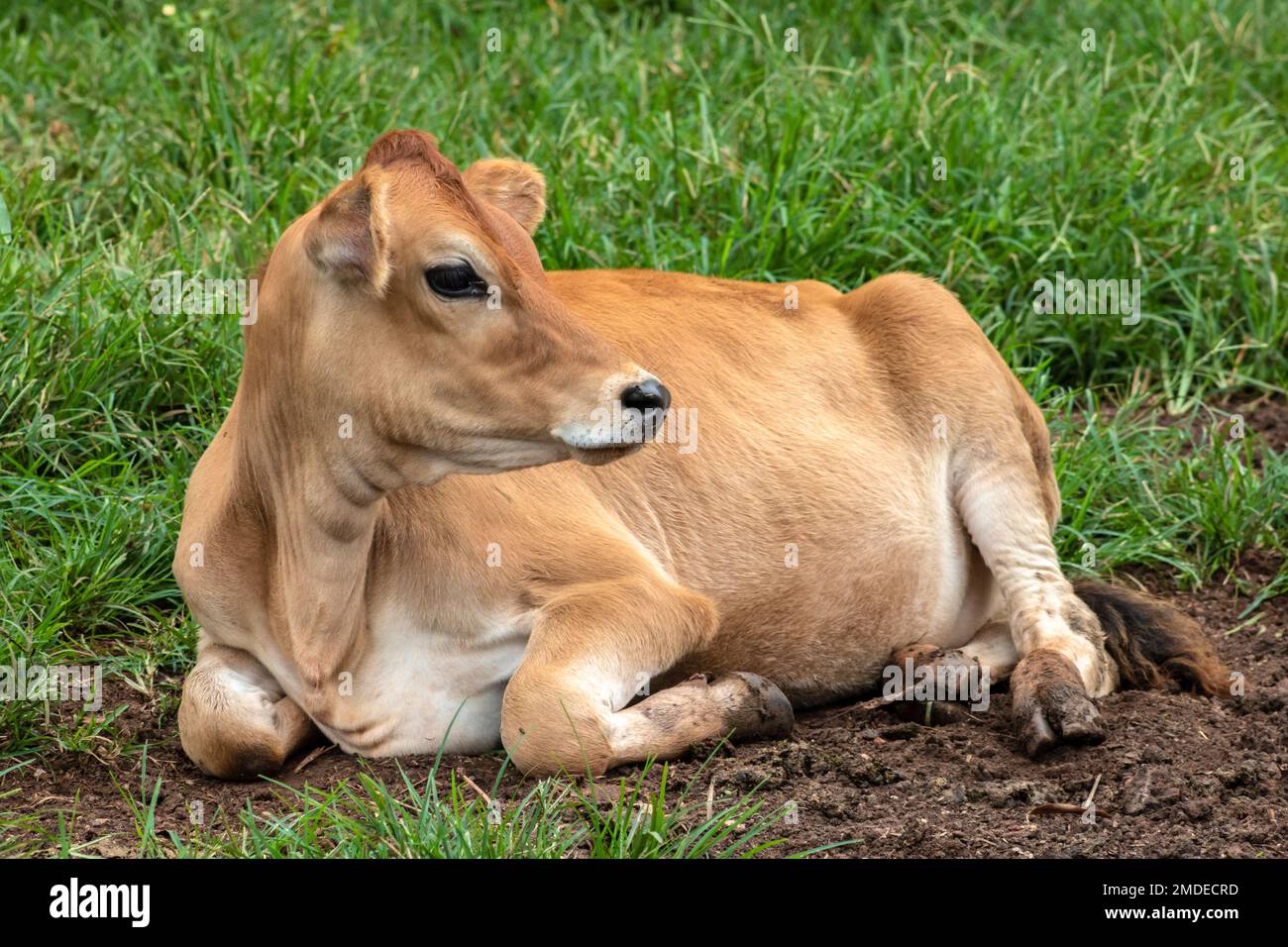 Newborn calf of a jersey cow hi-res stock photography and images - Alamy