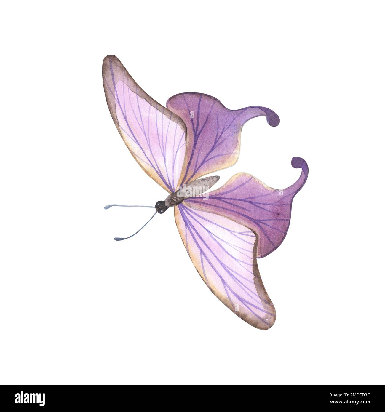 Light Violet butterfly with detailed wings isolated on white background ...
