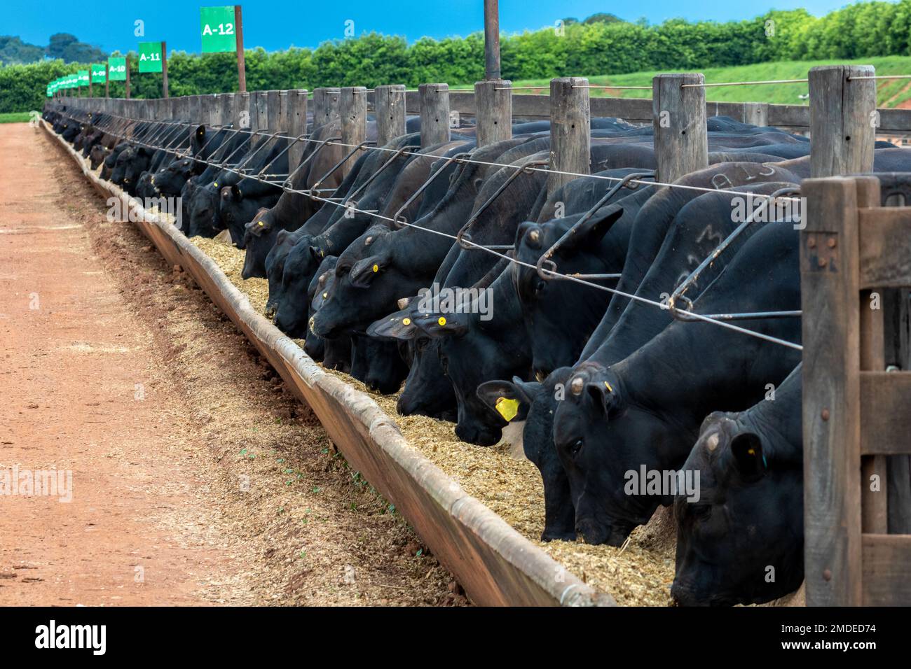 Goias, Brazil, February 24, 2022. Angus cattle feed in the feeder of a ...