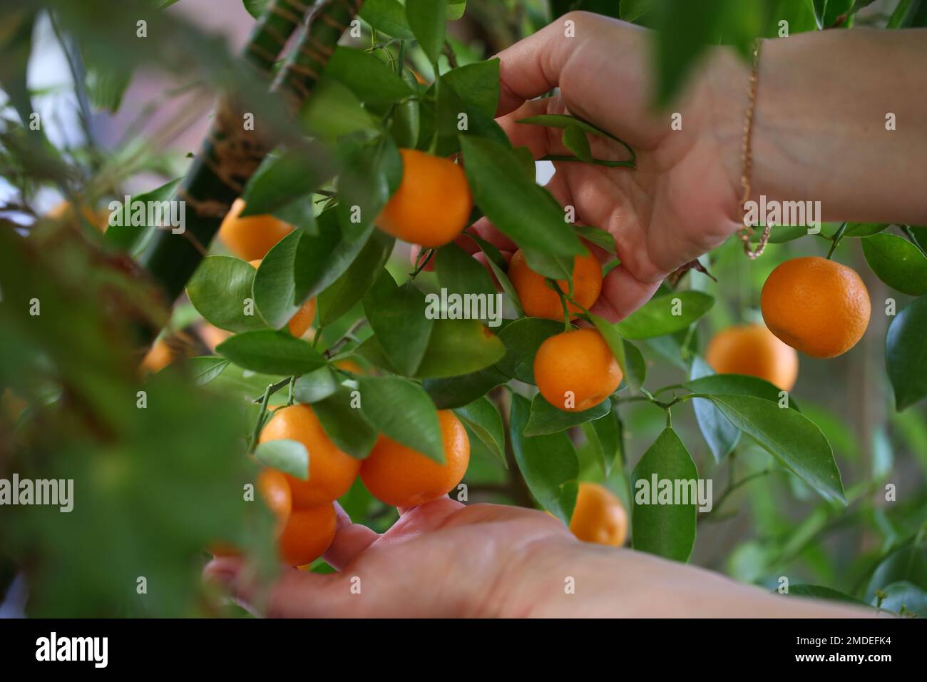 Female hands harvest Calamondin (lat. Citrofortunella microcarpa Stock ...
