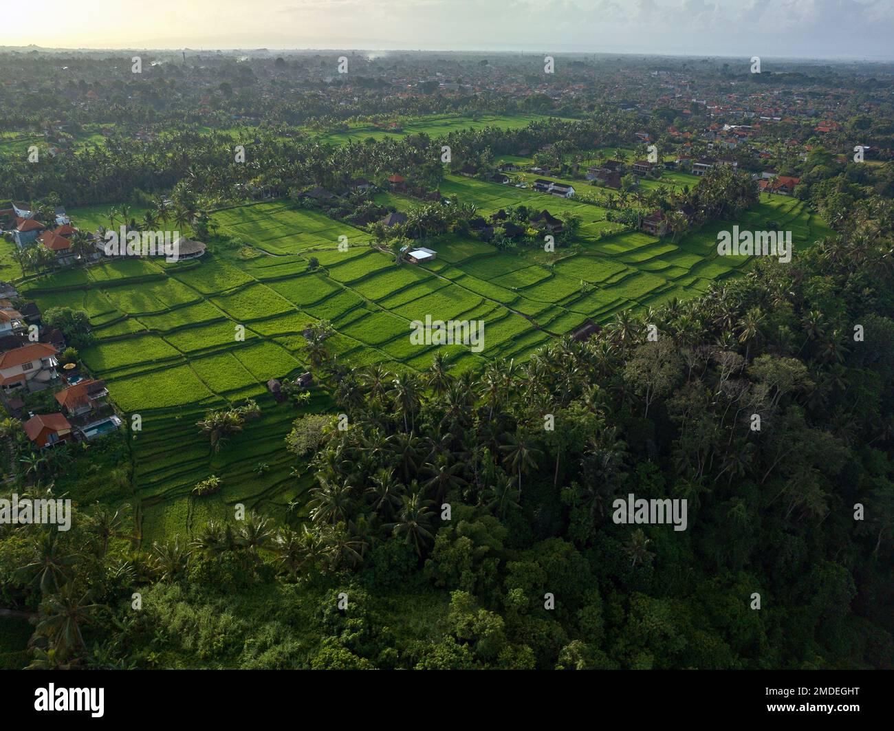 Rice Terrace, Ubud, Bali, Indonesia. Top view Stock Photo - Alamy