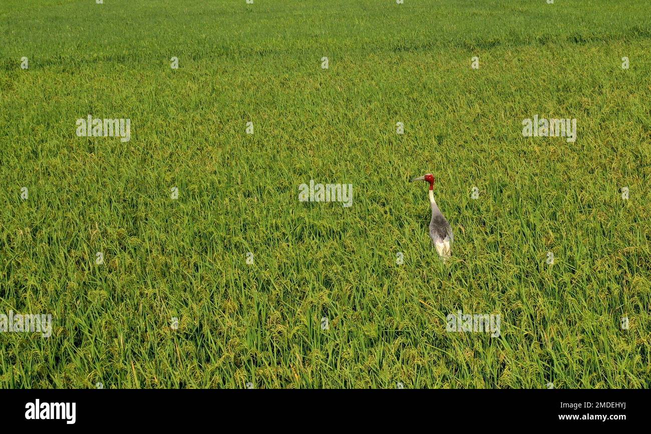 A Sarus crane bird looks for food in an agricultural field in Saidapur ...