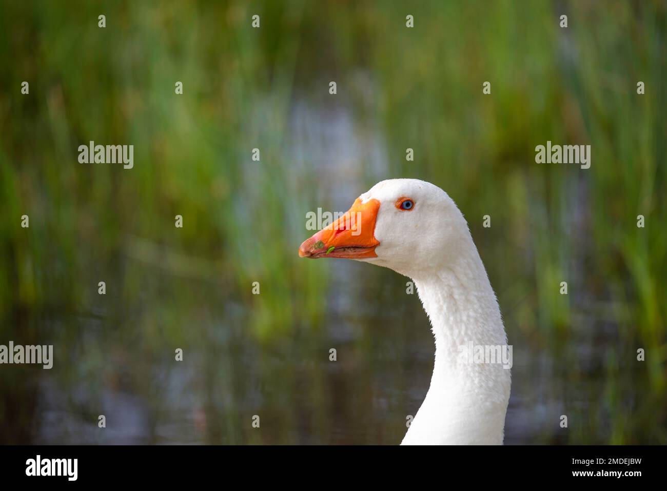 Australian goose hi-res stock photography and images - Alamy