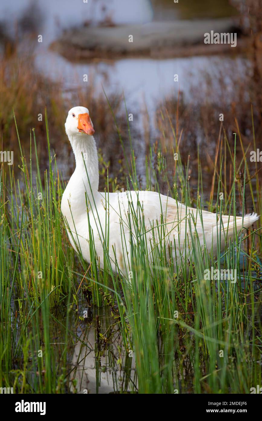 Australian goose hi-res stock photography and images - Alamy