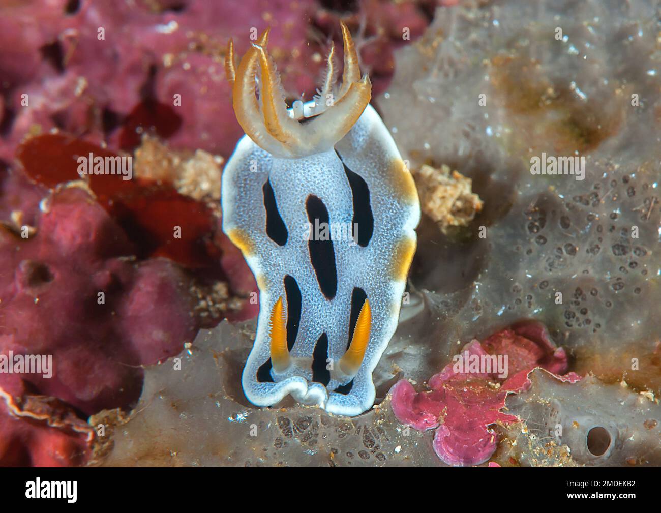 Beautiful nudibranch hi-res stock photography and images - Alamy