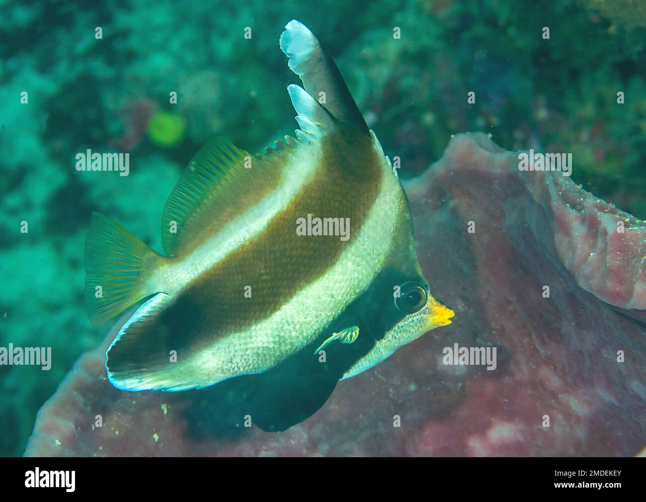 Pennant coral fish hi-res stock photography and images - Alamy