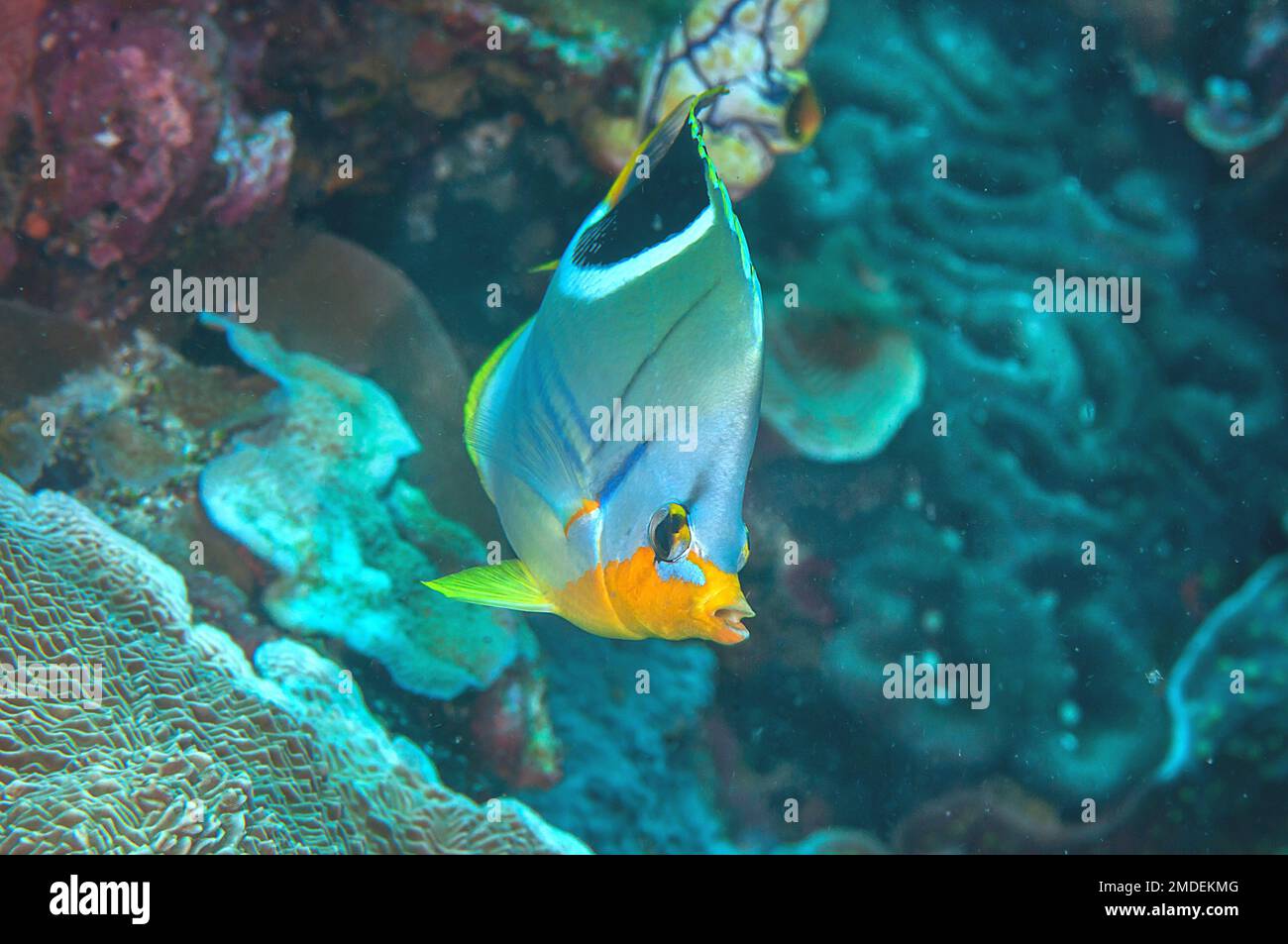 Saddle Butterflyfish swims above coral reef of Bali Stock Photo - Alamy
