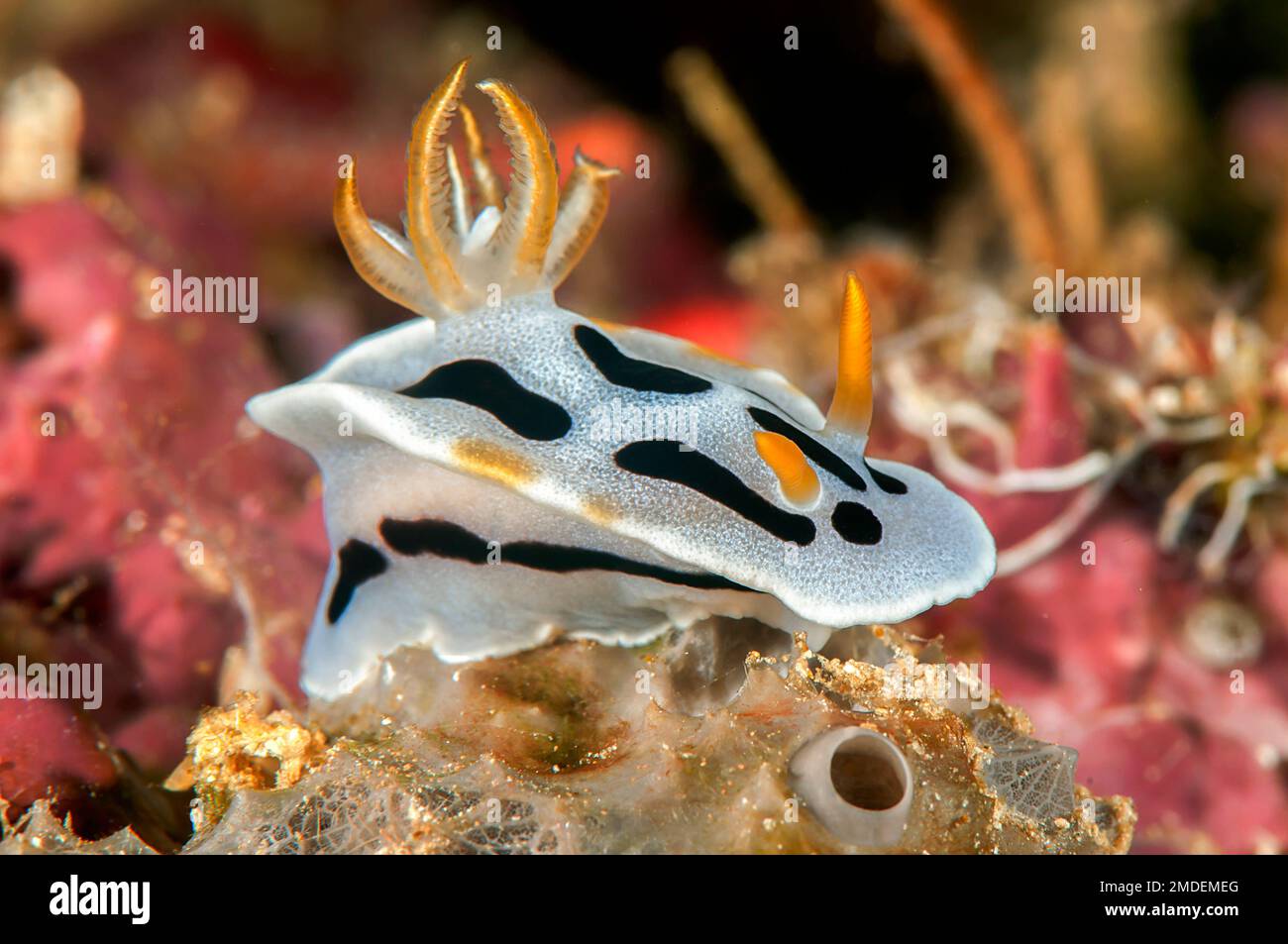 Beautiful nudibranch hi-res stock photography and images - Alamy