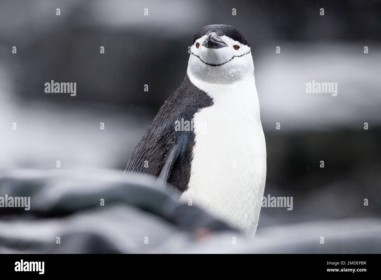 Chinstrap penguins (Pygoscelis antarctica) are recognisable for the ...