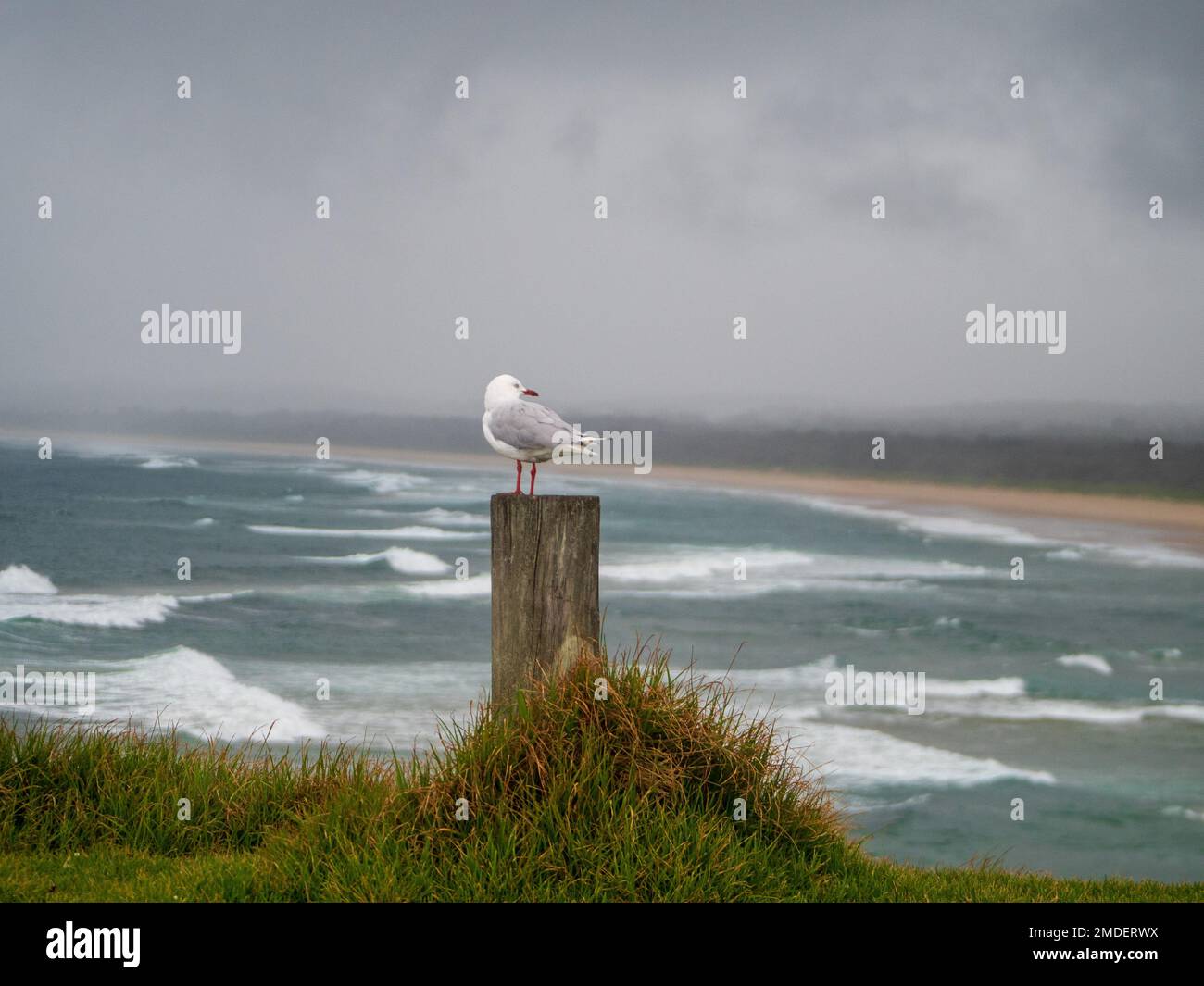Australian silver gull on a beach hi-res stock photography and images ...