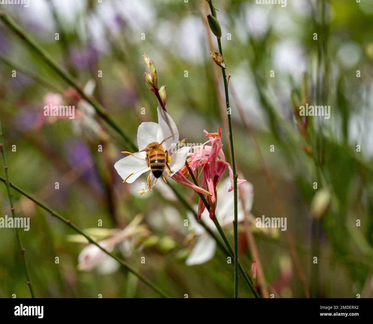 Australian butterflies pollinating hi-res stock photography and images ...