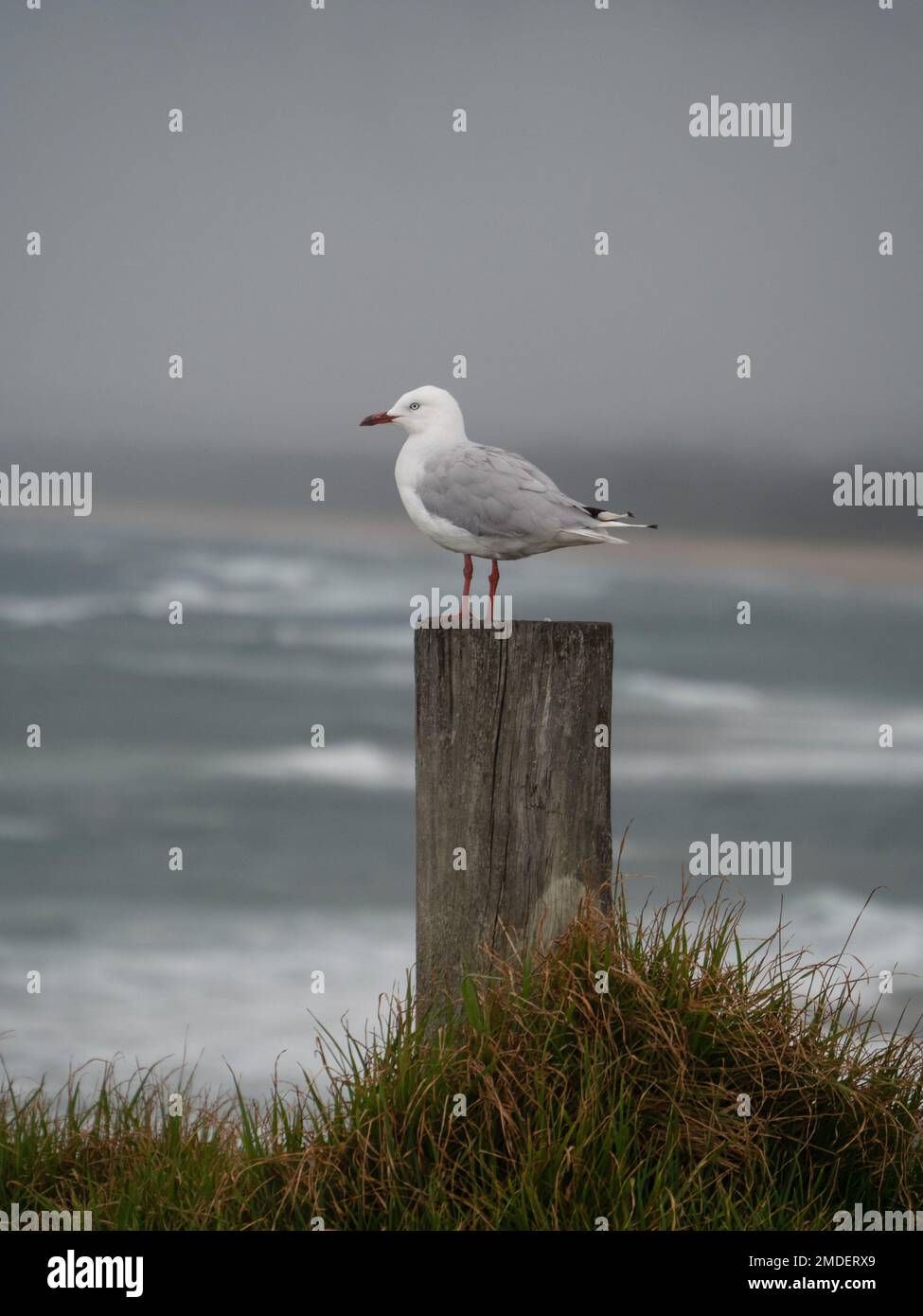 Birds, portrait of an Australian Silver Gull Seagull standing on a ...
