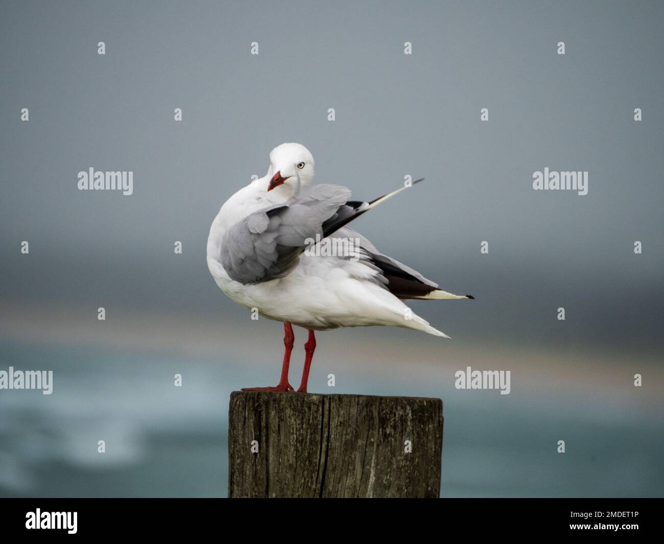 Birds, portrait of an Australian Silver Gull Seagull standing on a ...