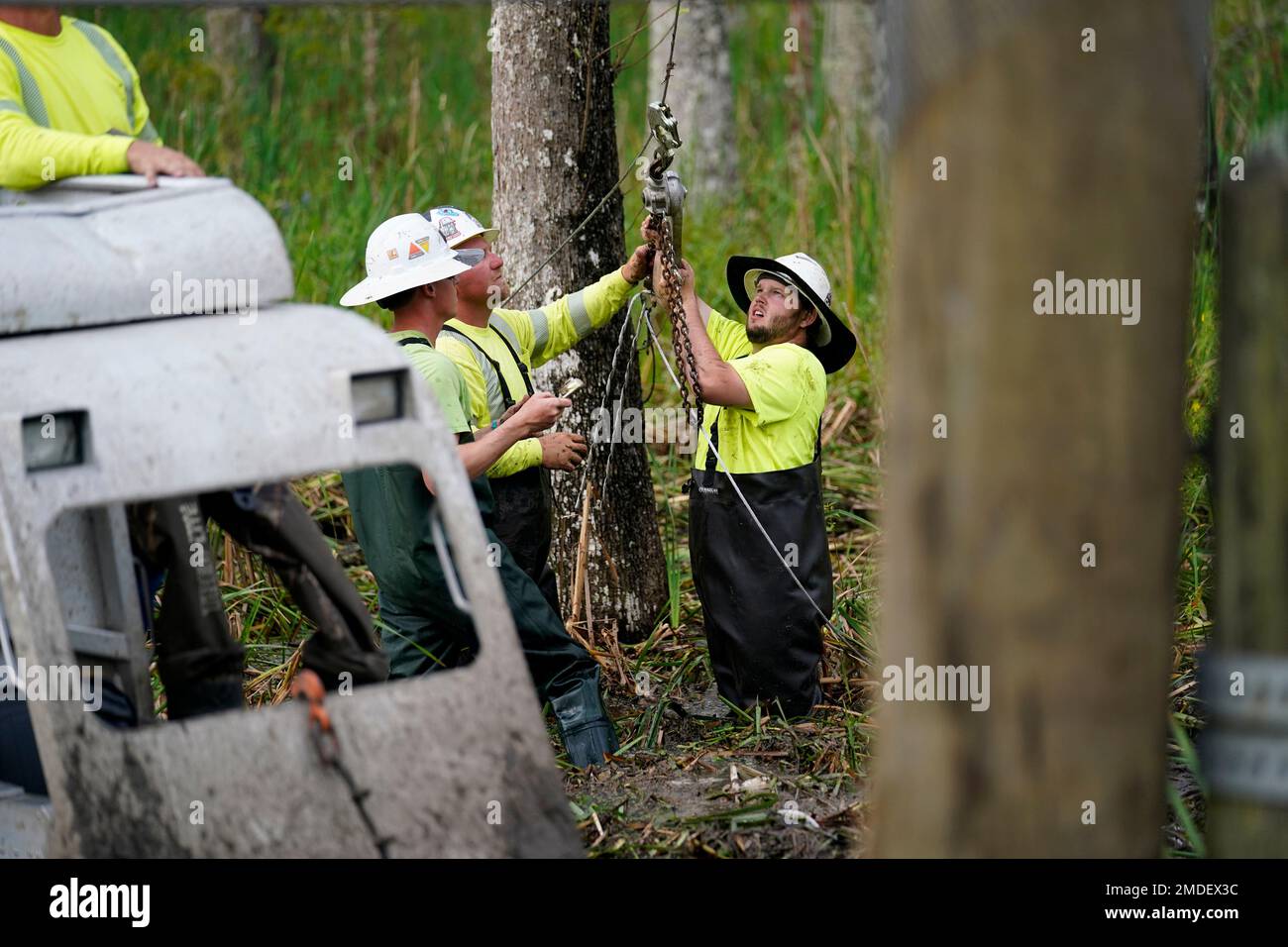 Electrical workers install guy wires for a new utility pole in a marsh ...