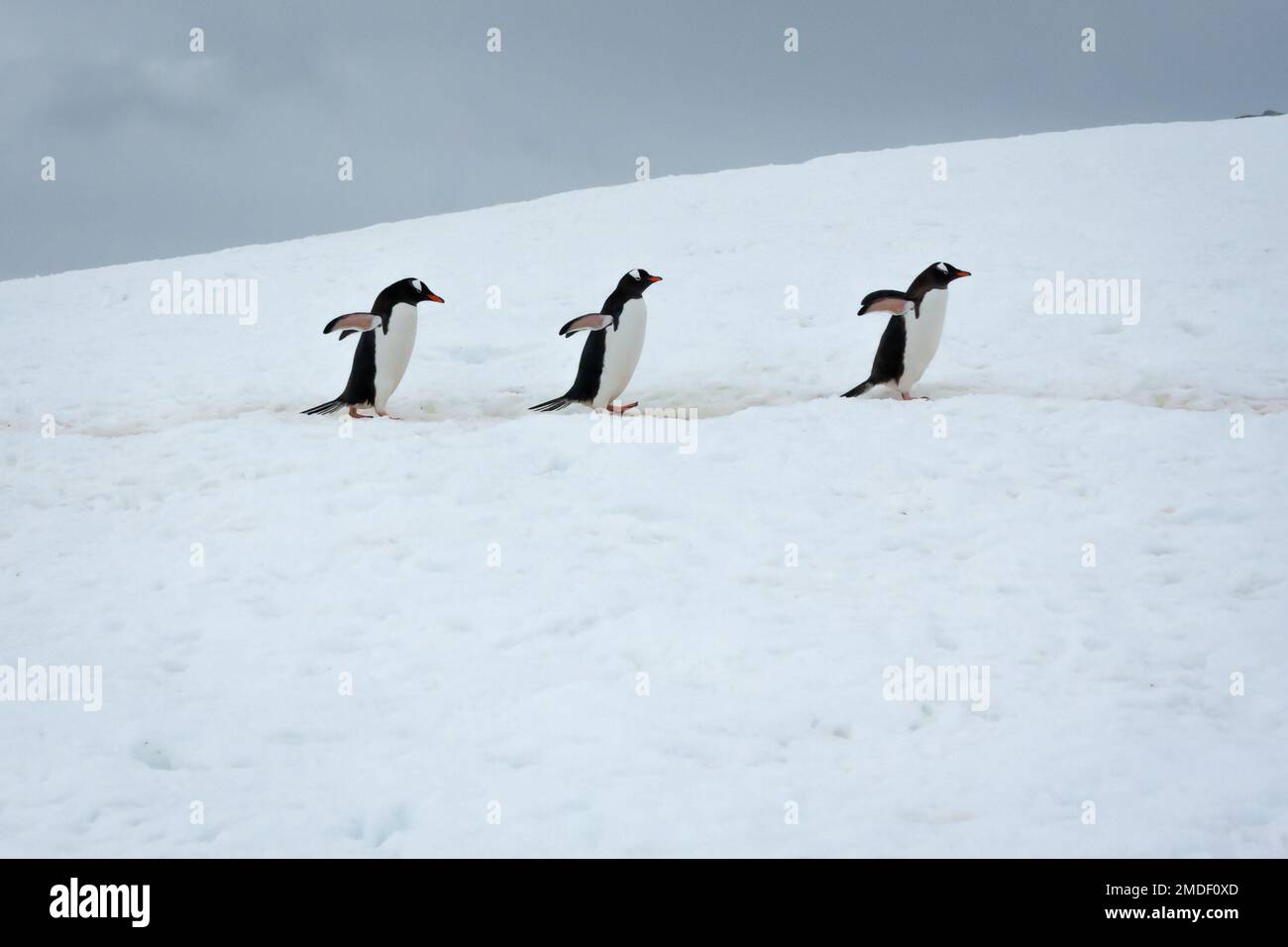 Three Gentoo penguins (Pygoscelis papua) trundle a long way each day ...