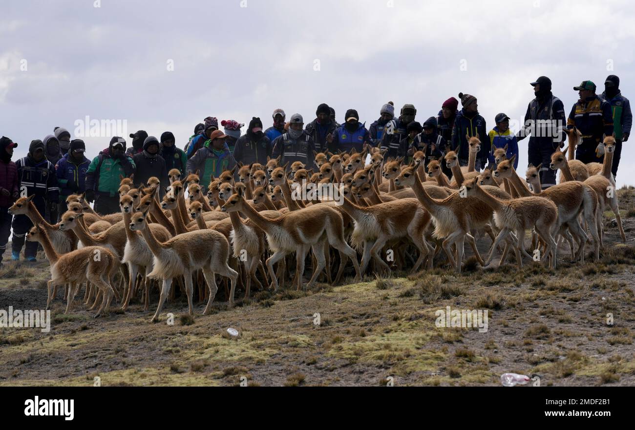 Aymara Indigenous men corner wild vicuña into a temporary corral inside ...
