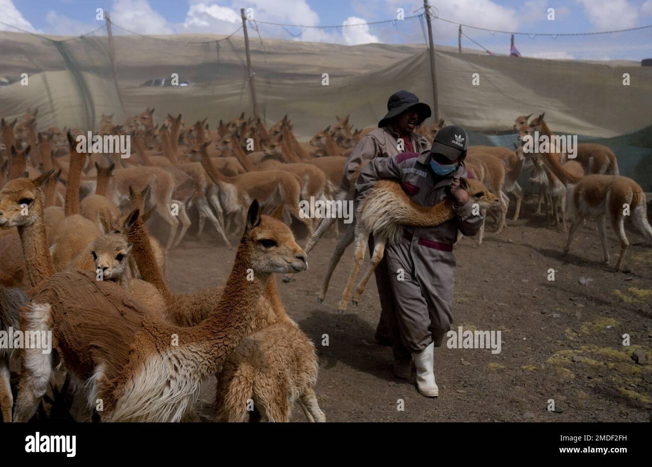 Aymara Indigenous men catch a wild vicuna to shear its wool, inside the ...