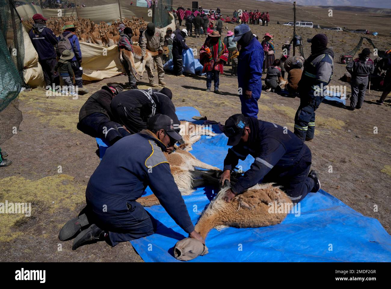 Aymara Indigenous shear wild vicuñas, inside the Apolobamba protected ...