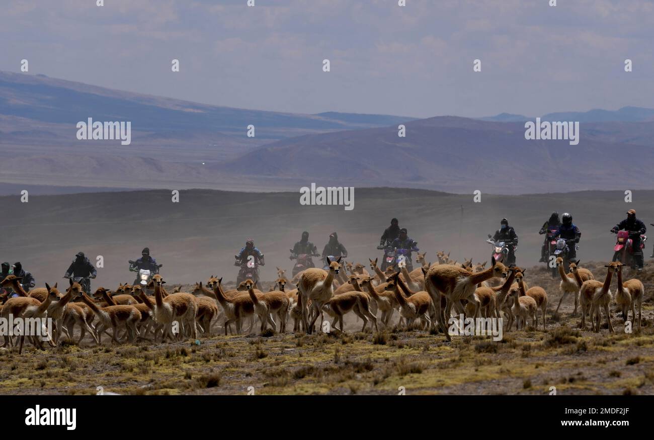 Aymara Indigenous people round up wild vicuña into a temporary corral ...