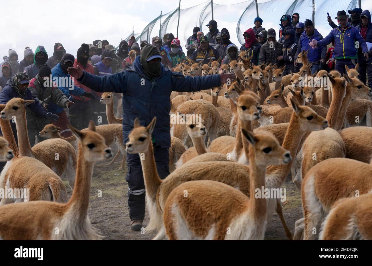 Aymara Indigenous men corner wild vicuña into a temporary corral inside ...