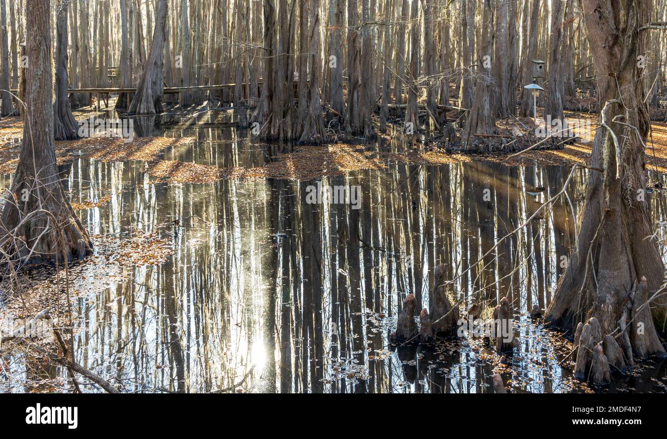 Beautiful cypress trees on Caddo Lake, Texas, on the winter morning ...