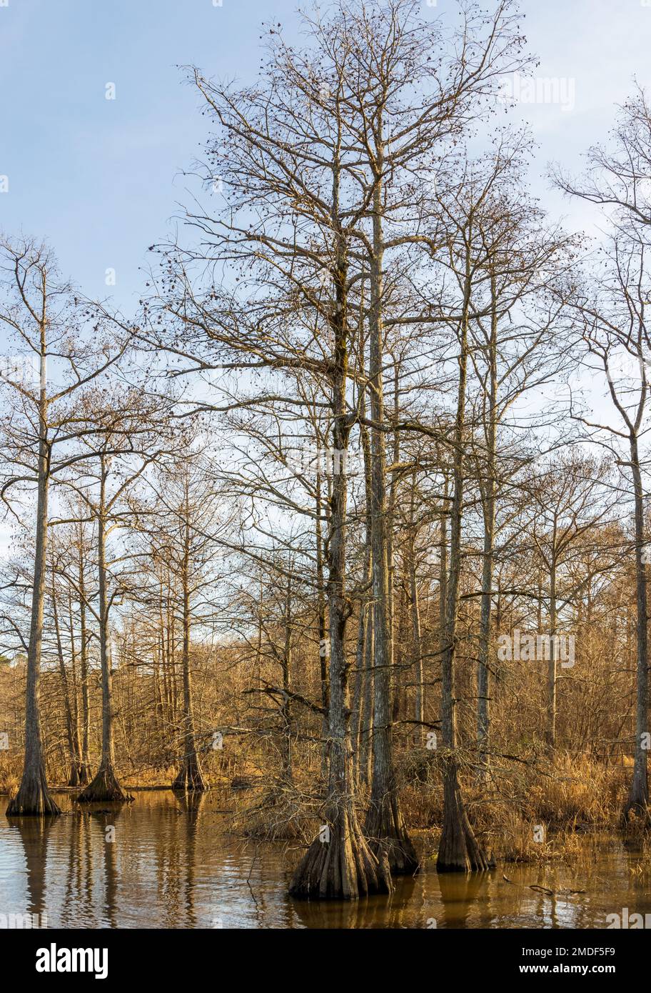 Beautiful cypress trees on Cross Lake, Louisiana, at the winter sunset ...
